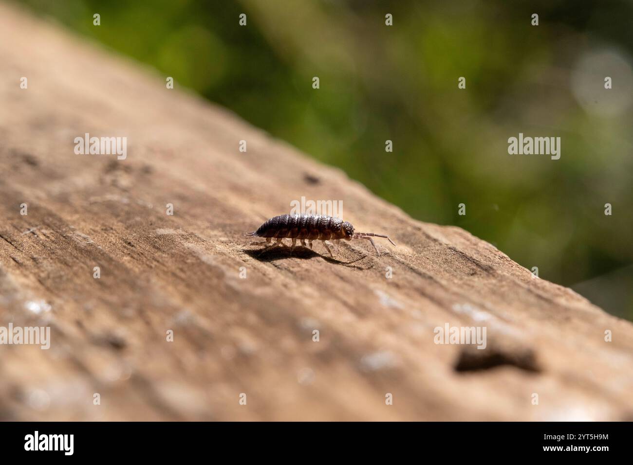 Woodlouse (oniscidea) on decaying wood *** Local Caption *** Stock ...
