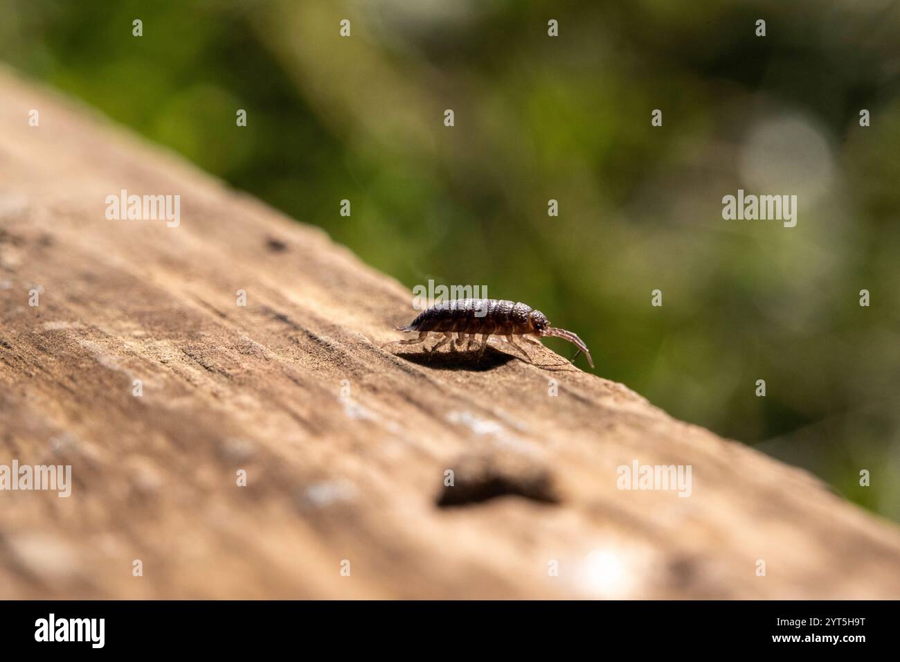 Woodlouse (oniscidea) on decaying wood *** Local Caption *** Stock ...