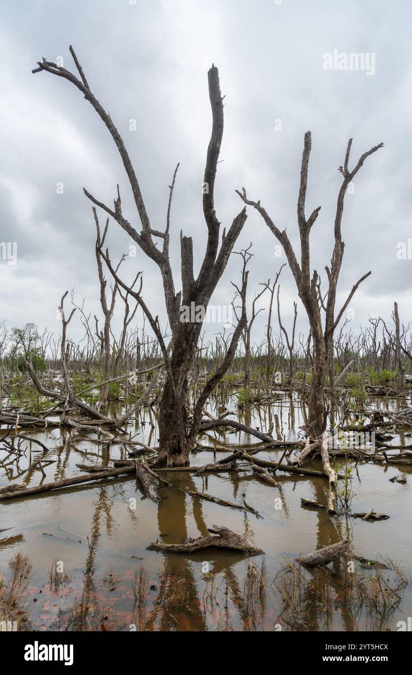 The Dead Mangrove Trees in Everglades National Park, Florida, United ...