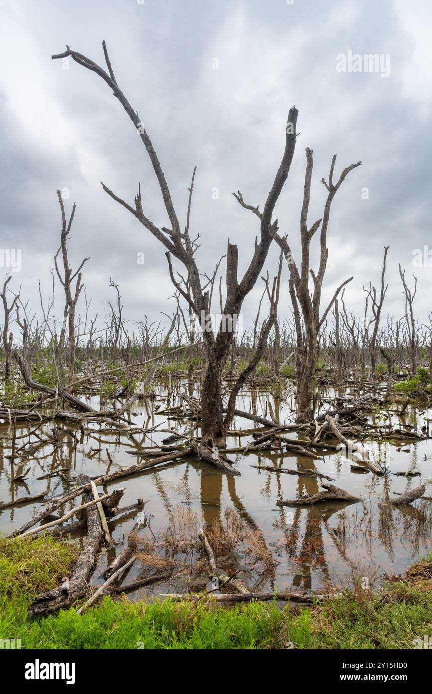 The Dead Mangrove Trees in Everglades National Park, Florida, United ...