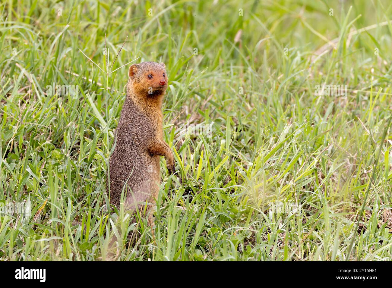 A Common dwarf mongoose, upright and looking around, landscape format ...