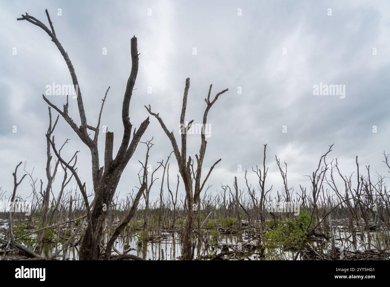 The Dead Mangrove Trees in Everglades National Park, Florida, United ...