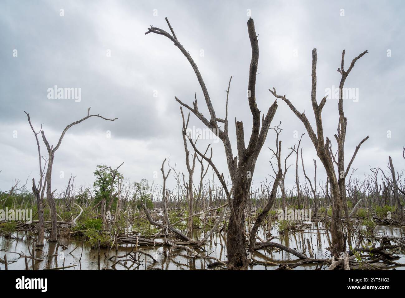 Florida mangrove dead hi-res stock photography and images - Alamy