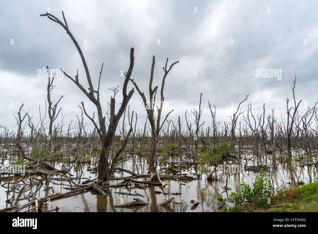 The Dead Mangrove Trees in Everglades National Park, Florida, United ...