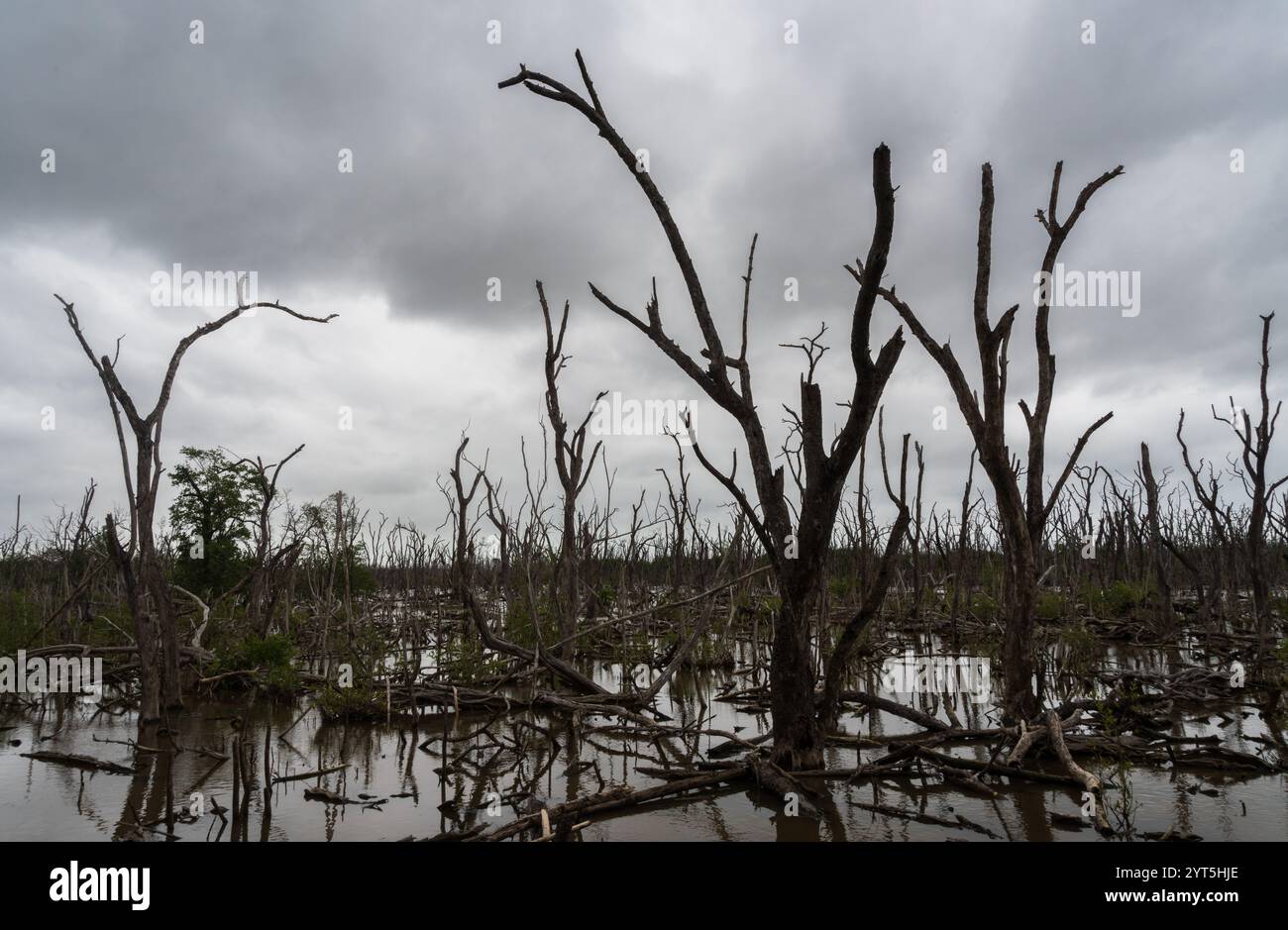 The Dead Mangrove Trees in Everglades National Park, Florida, United ...