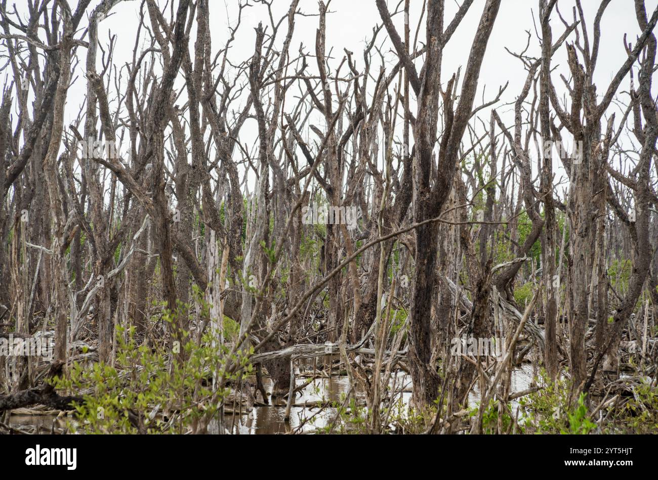 Florida mangrove dead hi-res stock photography and images - Alamy