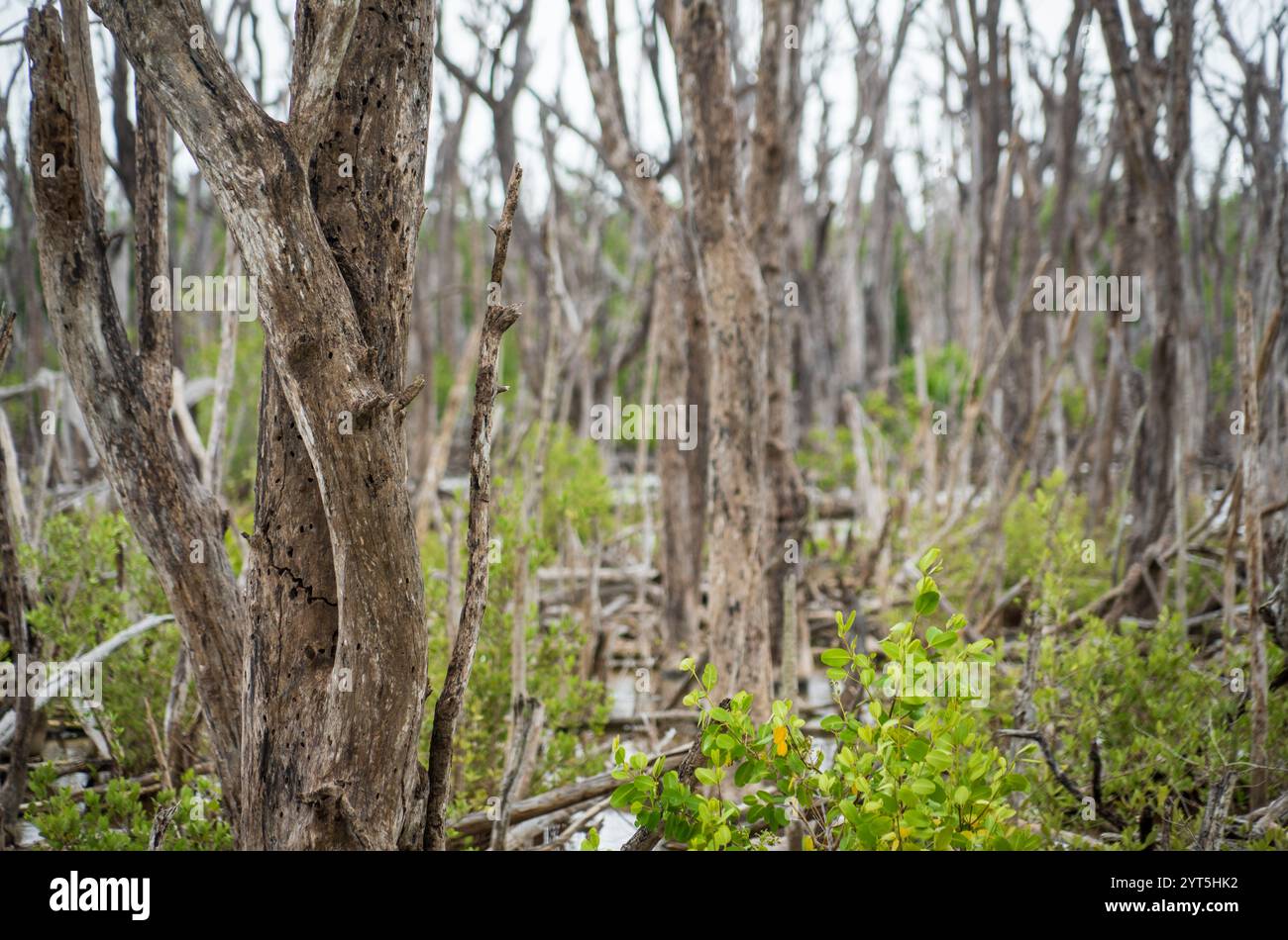 The Dead Mangrove Trees in Everglades National Park, Florida, United ...
