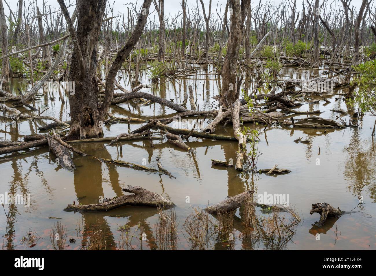 The Dead Mangrove Trees in Everglades National Park, Florida, United ...