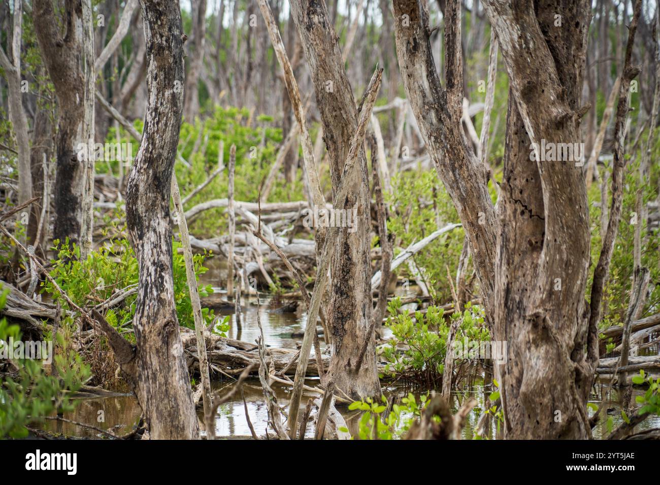 The Dead Mangrove Trees in Everglades National Park, Florida, United ...