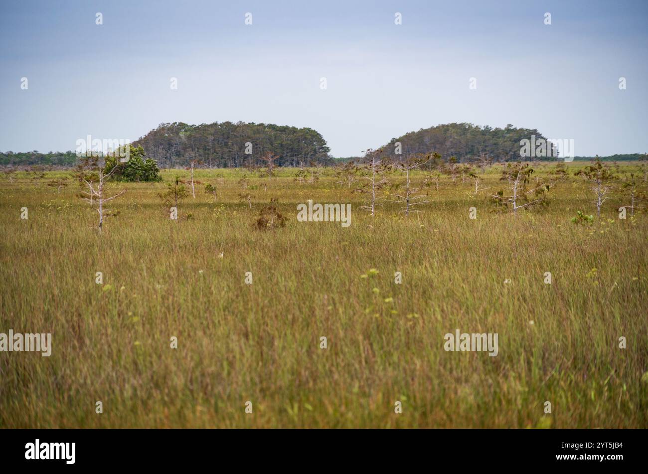The Swamp land at Everglades National Park, Florida, United States ...