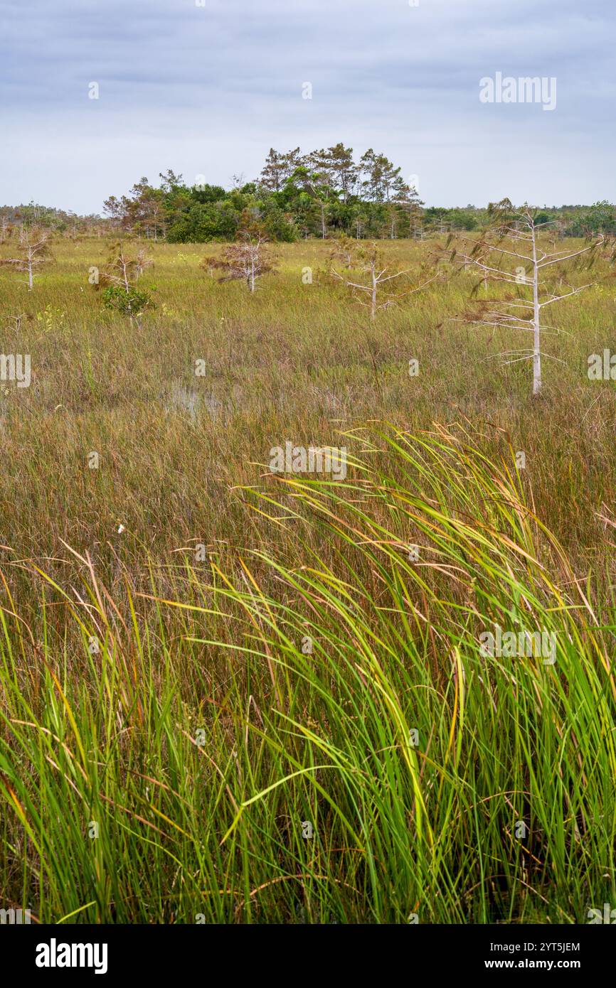 The Swamp land at Everglades National Park, Florida, United States ...