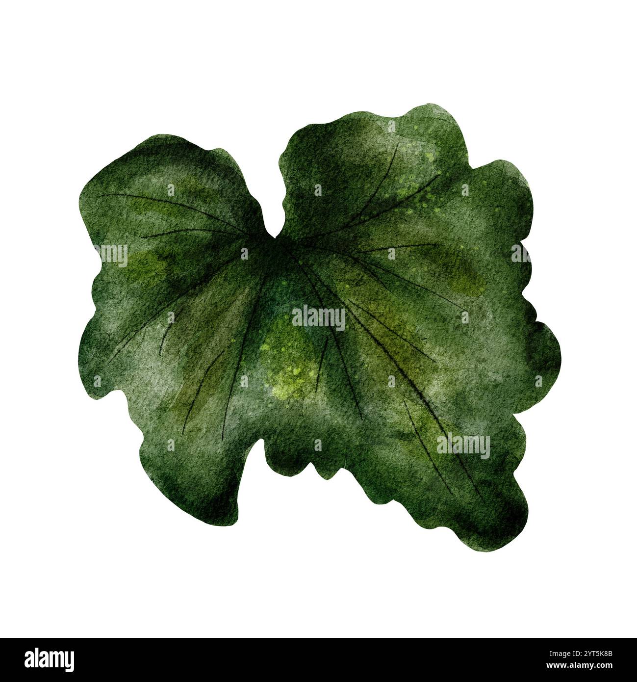 Pumpkin leaf. Watercolor illustration of green vegetable shoots. Hand ...