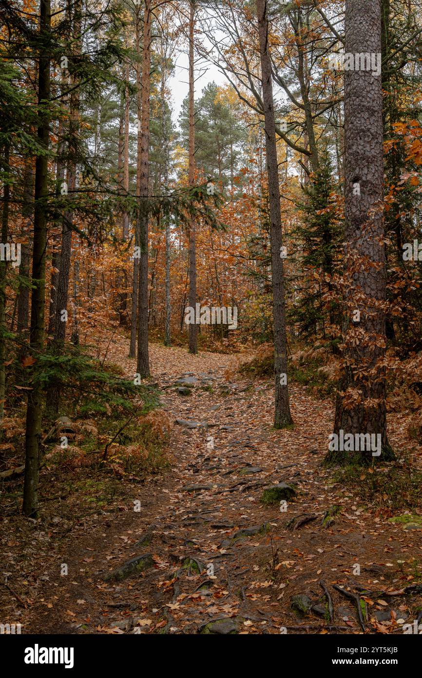 A minimalist autumn forest path with a soft, sandy trail. The simple ...