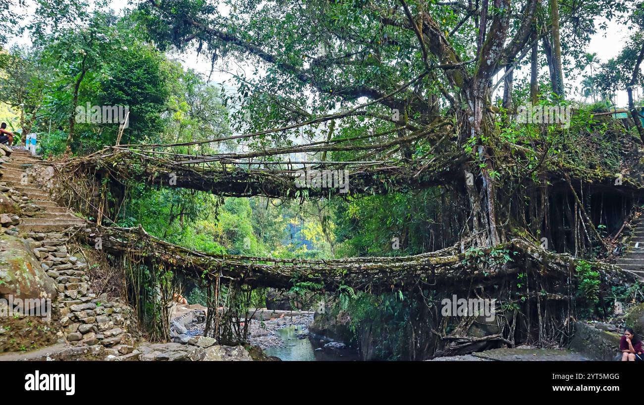 Iconic view of the Living Root Double Decker Bridge in Cherrapunji ...