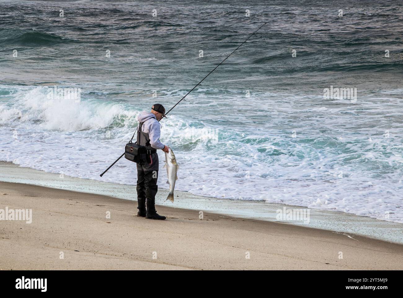 Fisherman displays striped bass caught surf fishing at Cape Cod ...