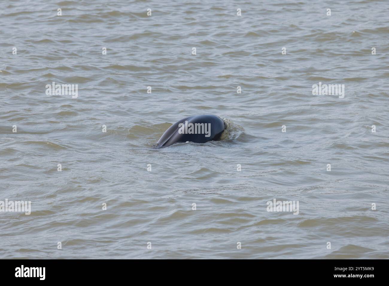 Yangtze Finless Porpoise (Neophocaena asiaeorientalis asiaeorientalis ...