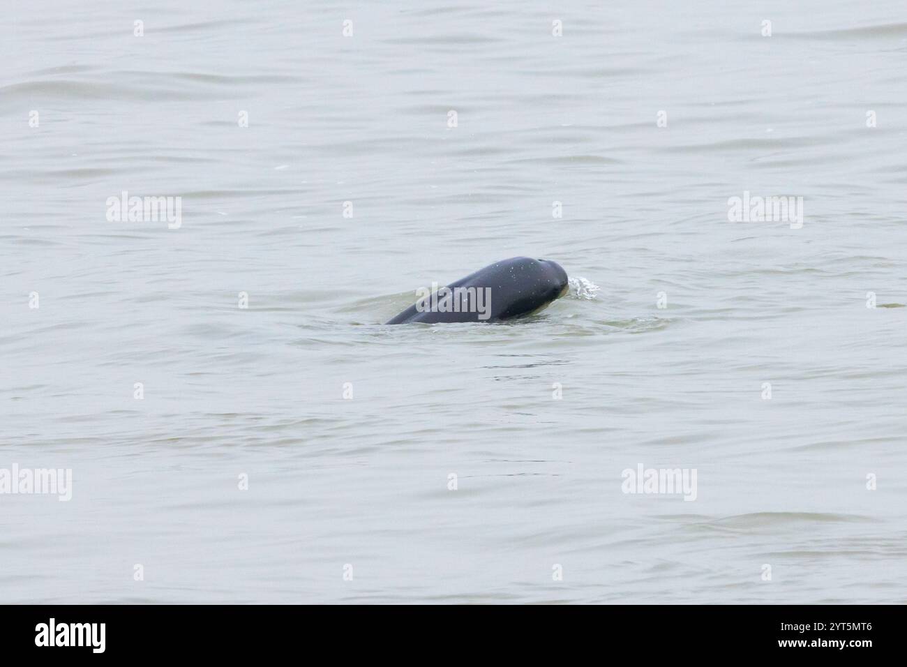 Yangtze Finless Porpoise (Neophocaena asiaeorientalis asiaeorientalis ...
