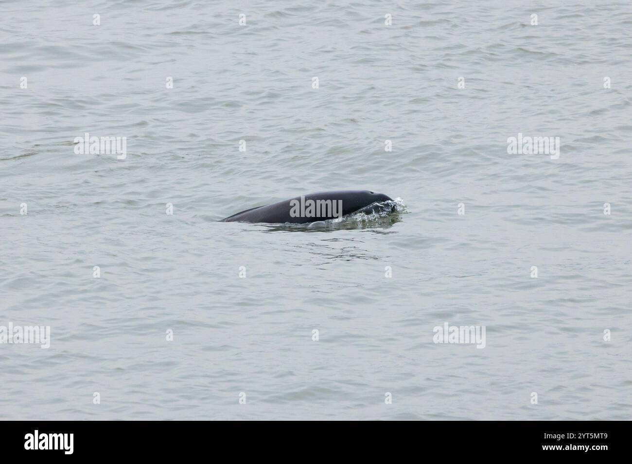 Yangtze Finless Porpoise (Neophocaena asiaeorientalis asiaeorientalis ...