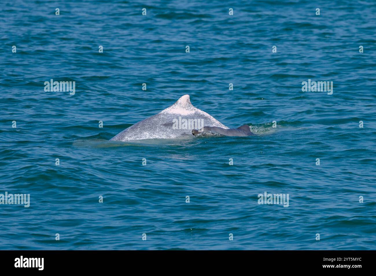 Indo-Pacific Humpback Dolphin / Chinese White Dolphin / Pink Dolphin ...