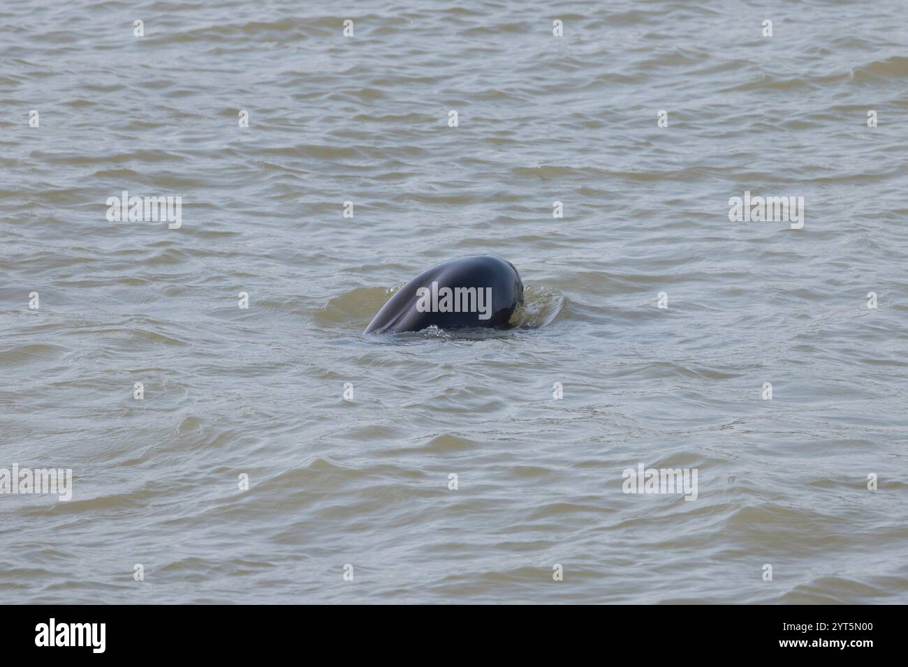 Yangtze Finless Porpoise (Neophocaena asiaeorientalis asiaeorientalis ...