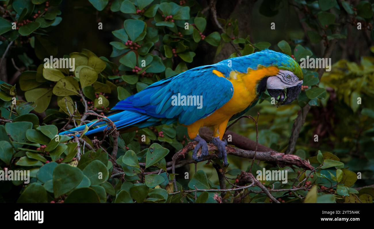 Blue and yellow macaw sitting on a branch Stock Photo - Alamy