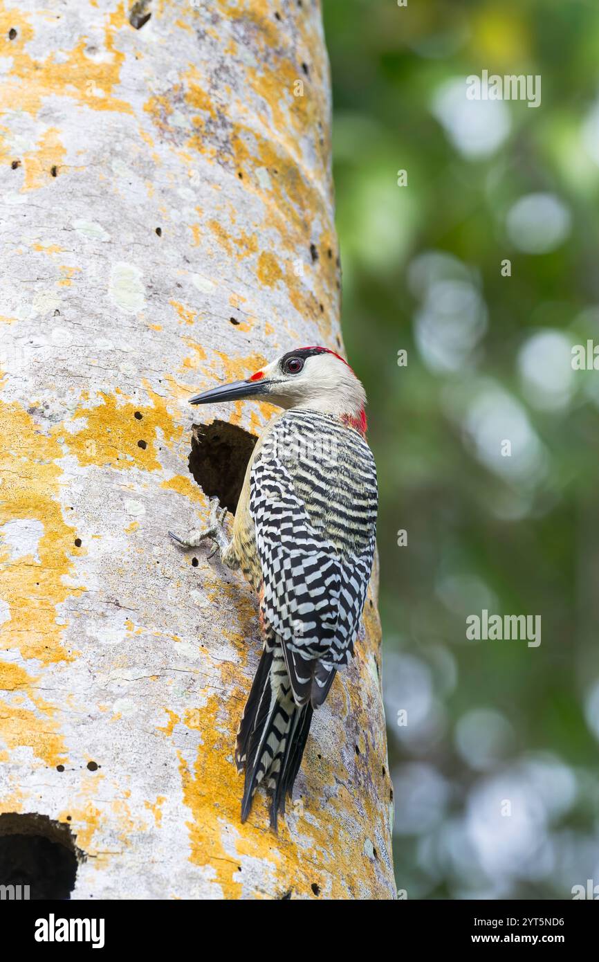 West Indian woodpecker, Melanerpes superciliaris, single adult perched ...