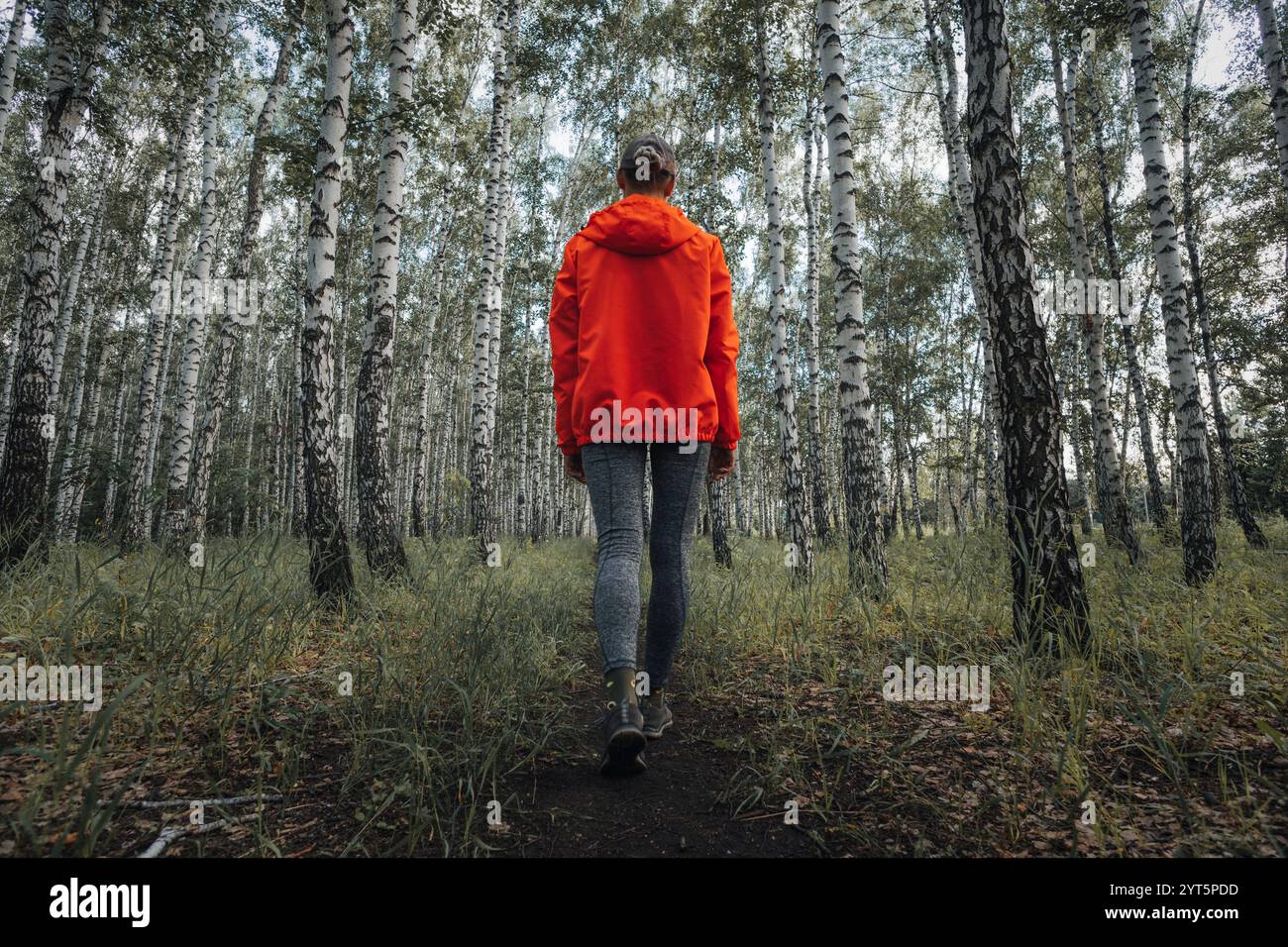 woman hiking through forest. Forest hike trail hiker woman walking in ...