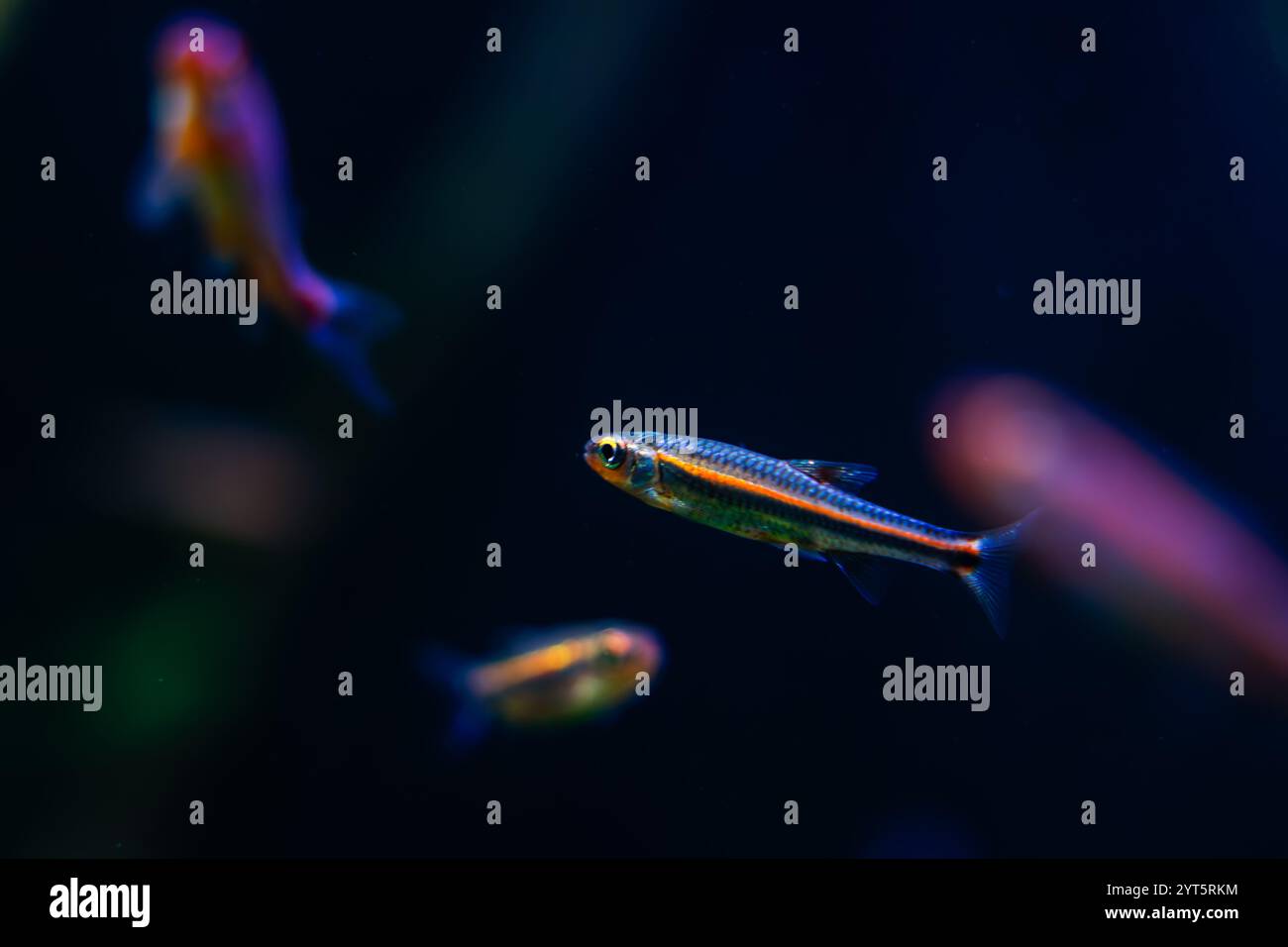 Colorful fish in the water Stock Photo - Alamy