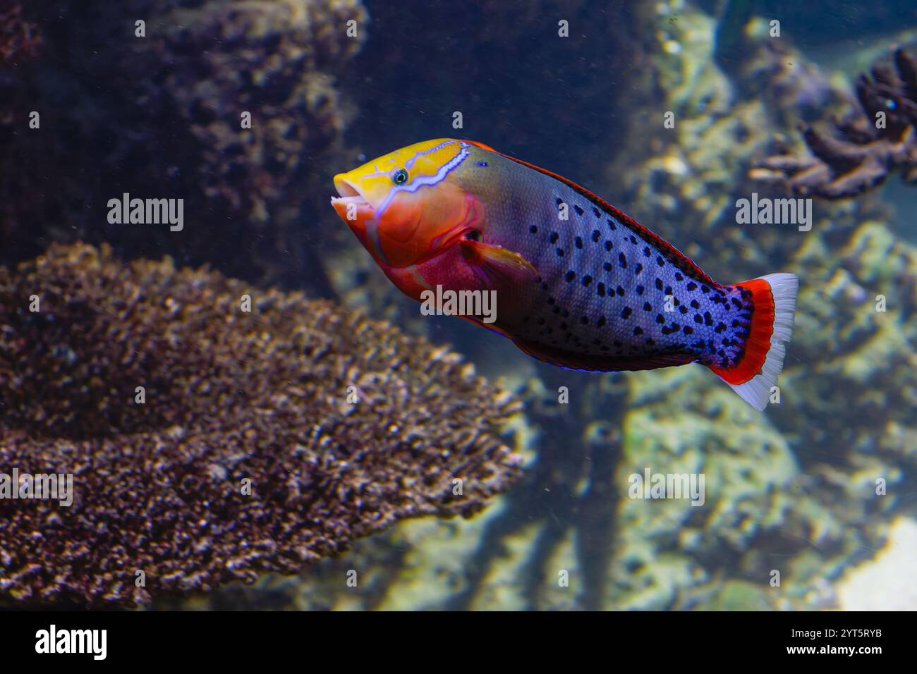 Beautiful fish inside aquarium hi-res stock photography and images - Alamy