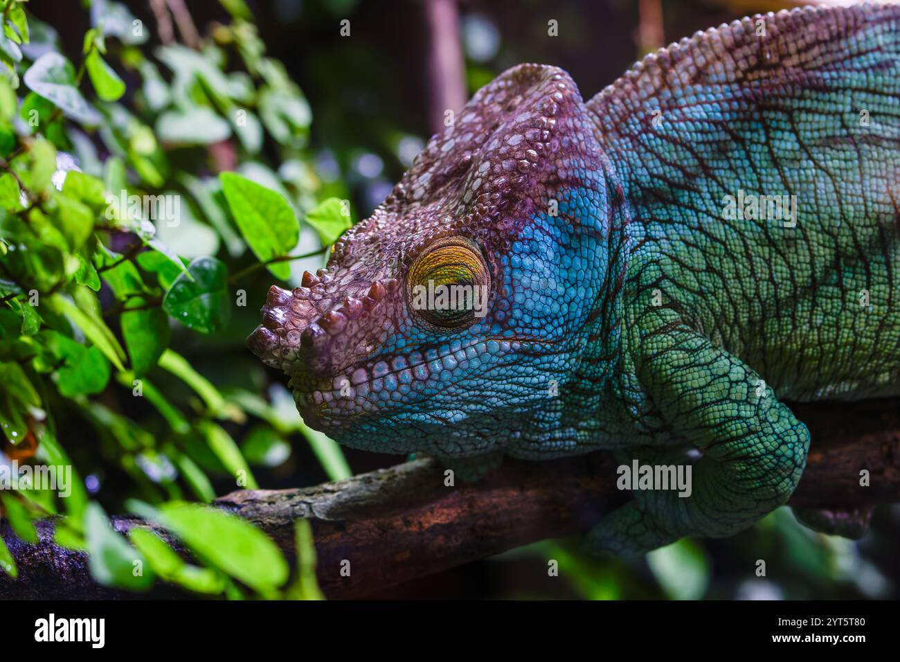 Large Chameleon (Chamaeleonidae) with his green camouflage color Stock ...