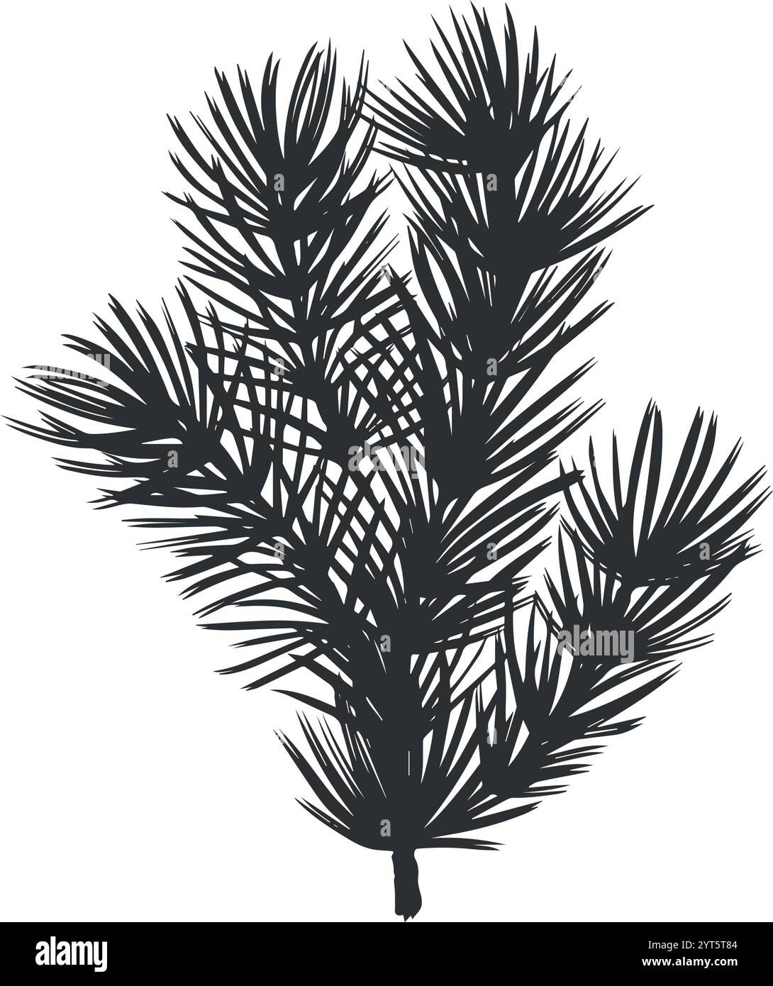 Spruce twig with needles. Pine tree branch. Christmas traditional plant ...