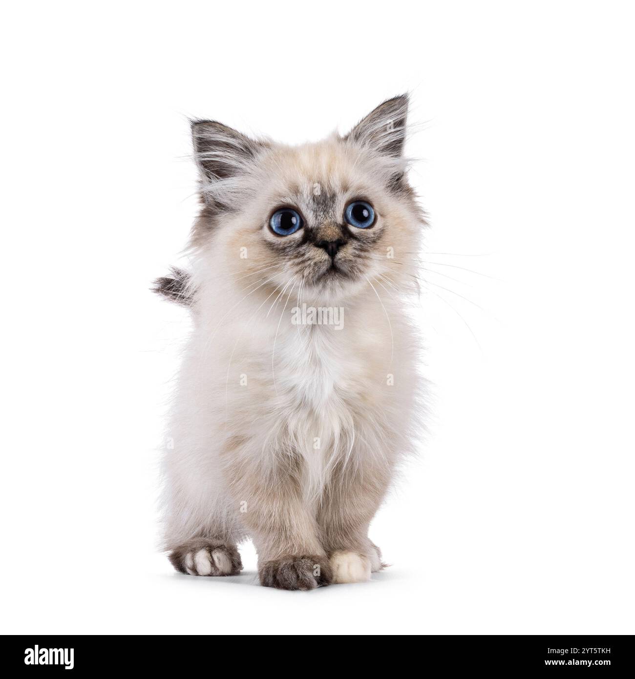 Super cute Sacred Birman cat kitten, standing facing front. Looking up ...