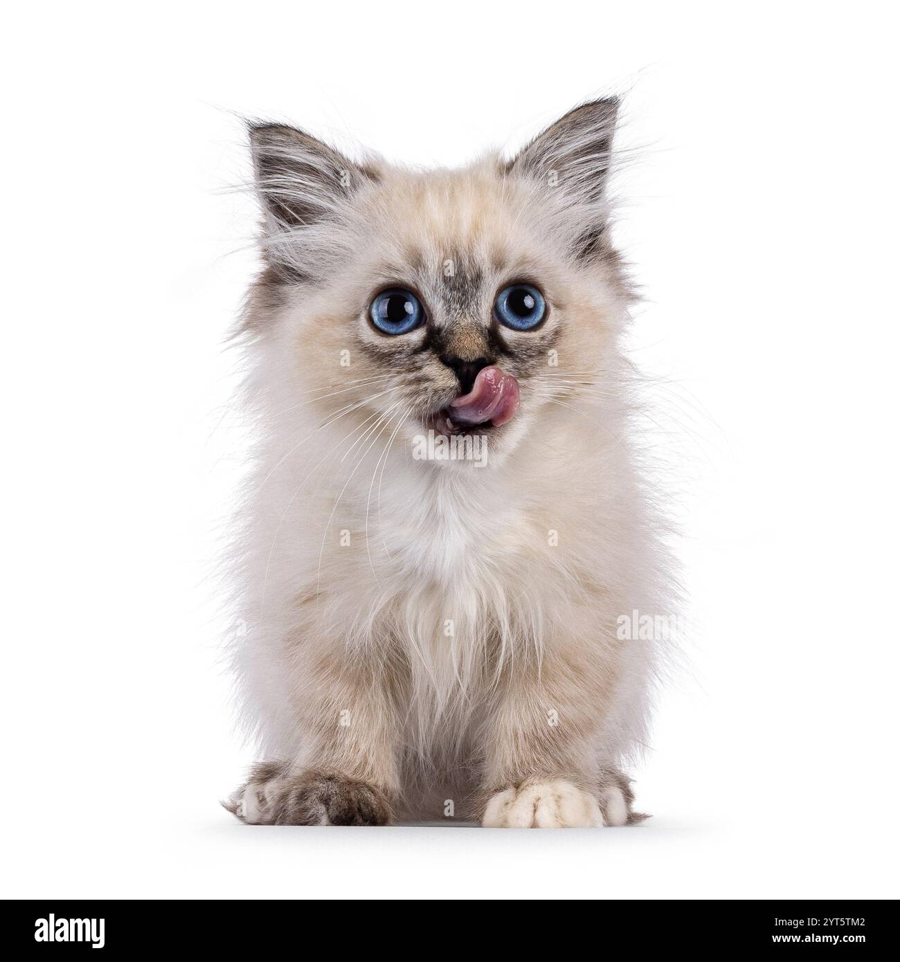 Super cute Sacred Birman cat kitten, sitting up facing front. Looking ...