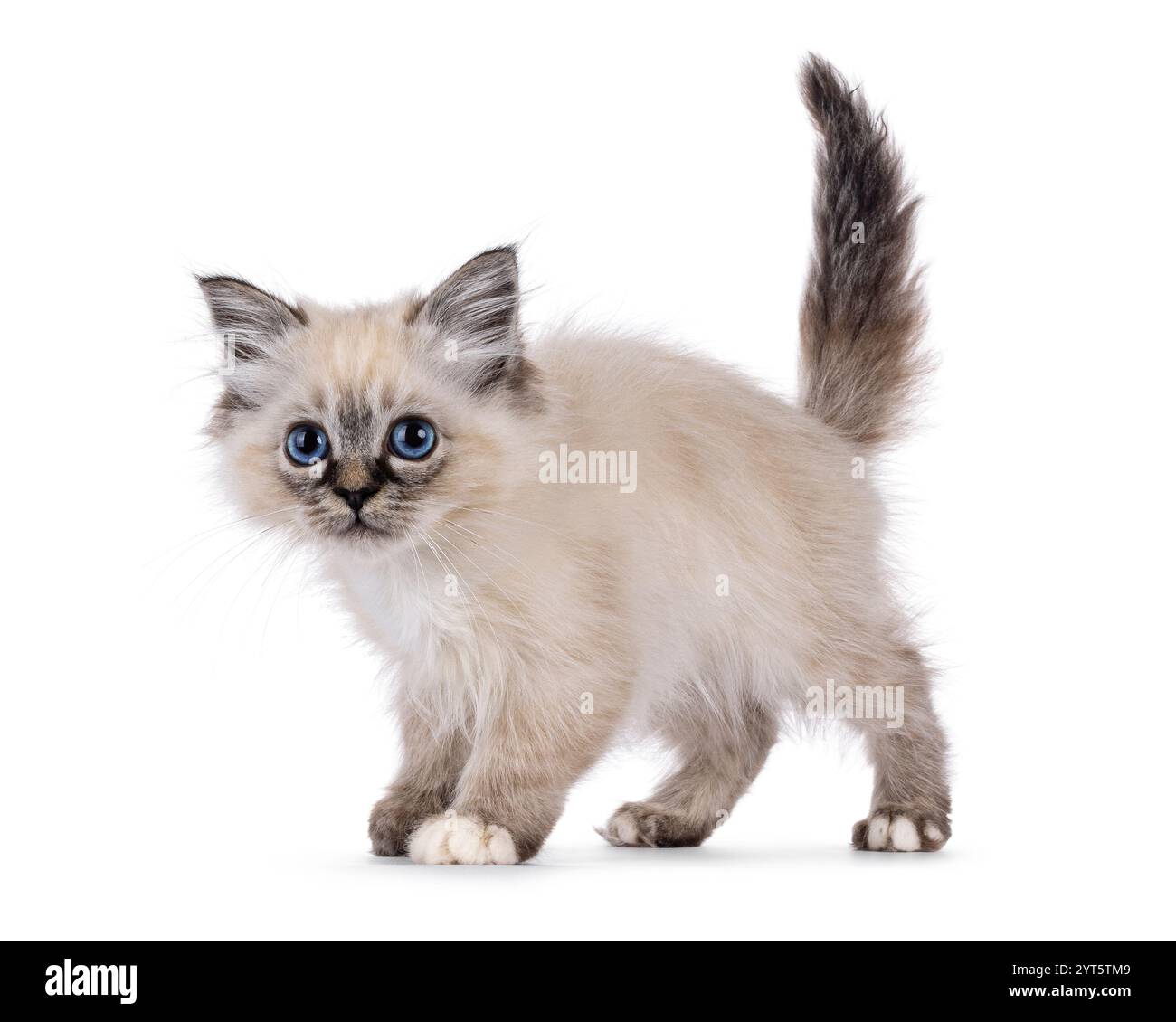 Super cute Sacred Birman cat kitten, standing side ways. Looking beside ...
