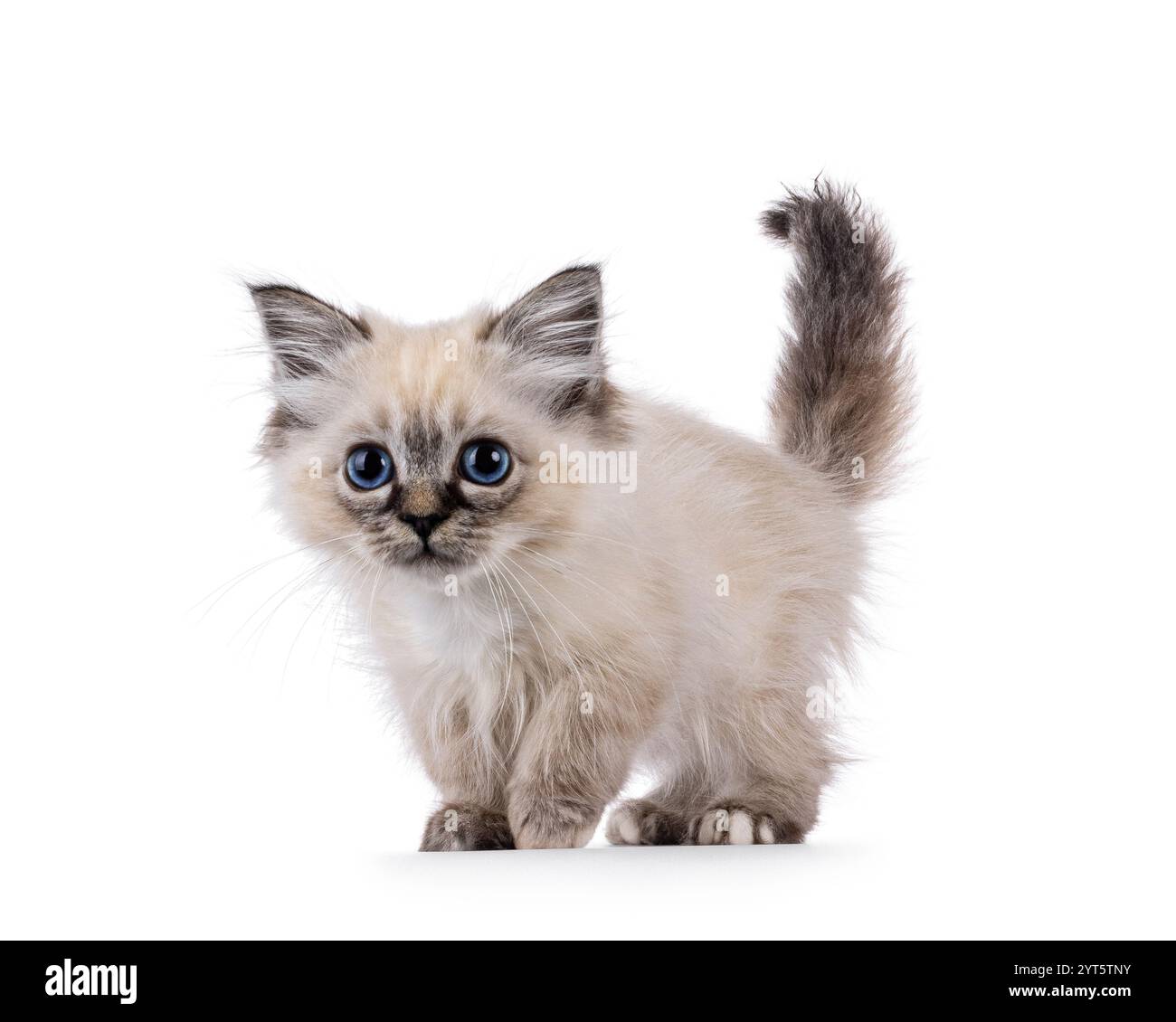 Super cute Sacred Birman cat kitten, walking side ways. Looking beside ...