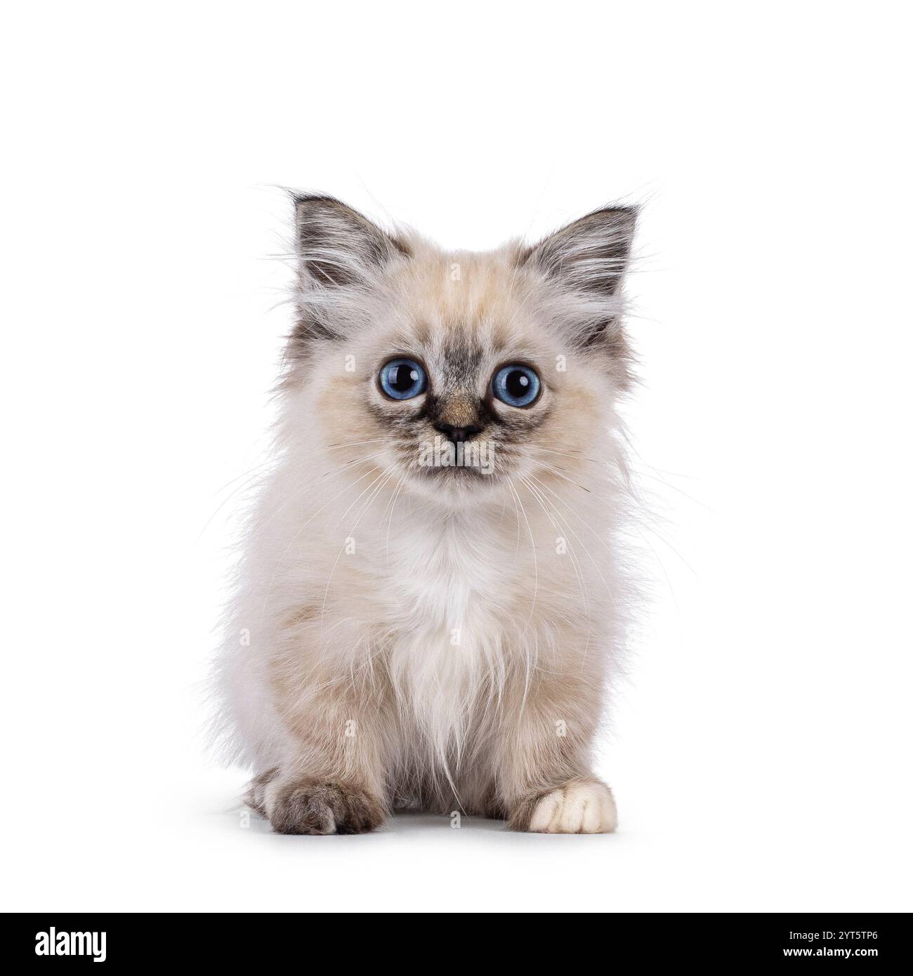 Super cute Sacred Birman cat kitten, sitting up facing front. Looking ...