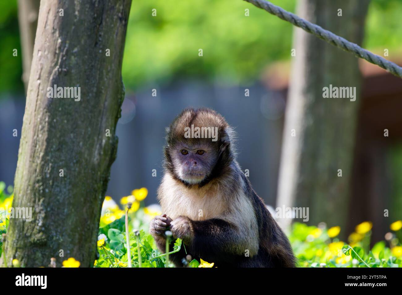 Golden-bellied capuchin, Cebus xanthosternos eating his diner Stock ...