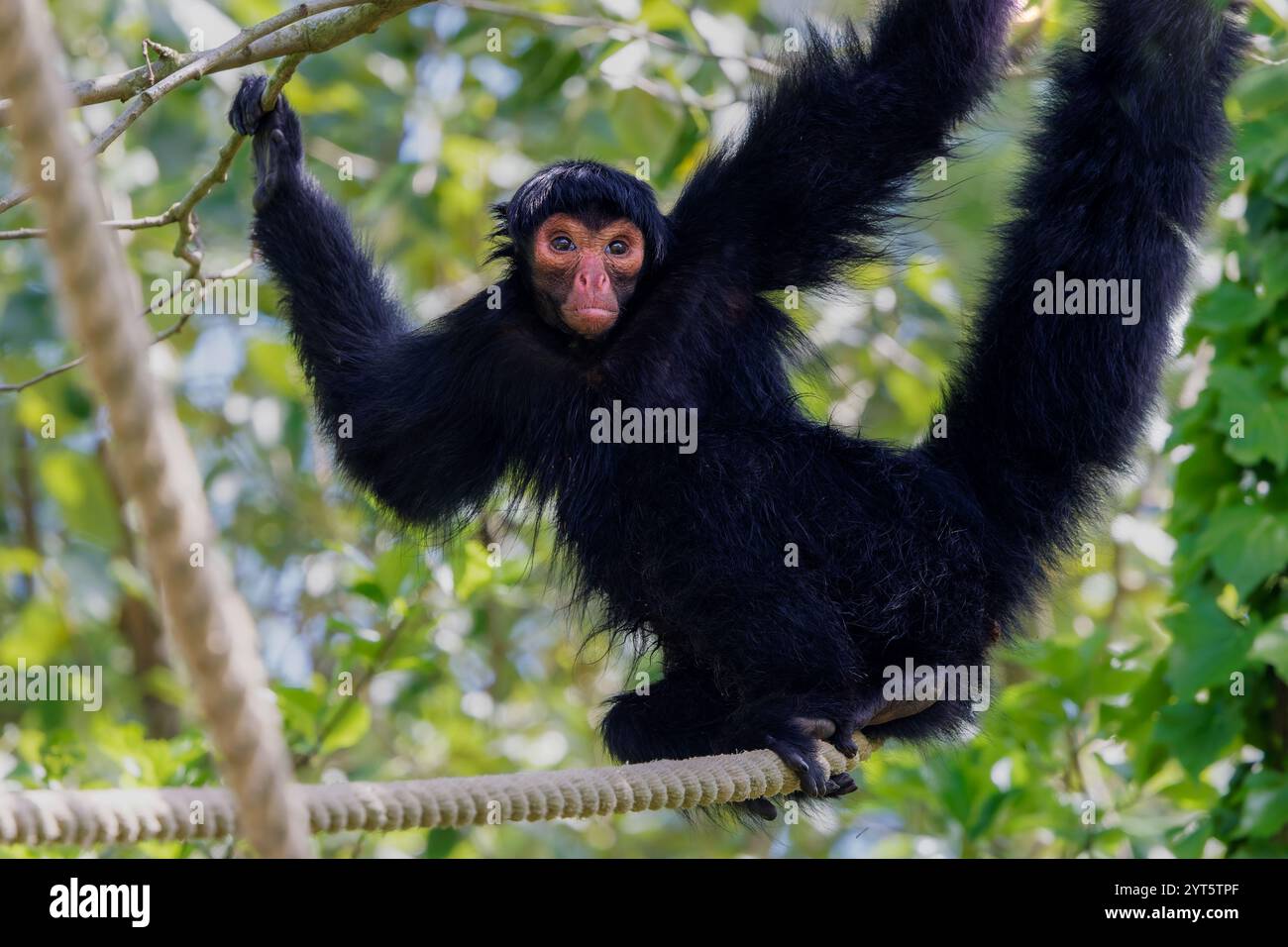 Red faced macaque hi-res stock photography and images - Alamy
