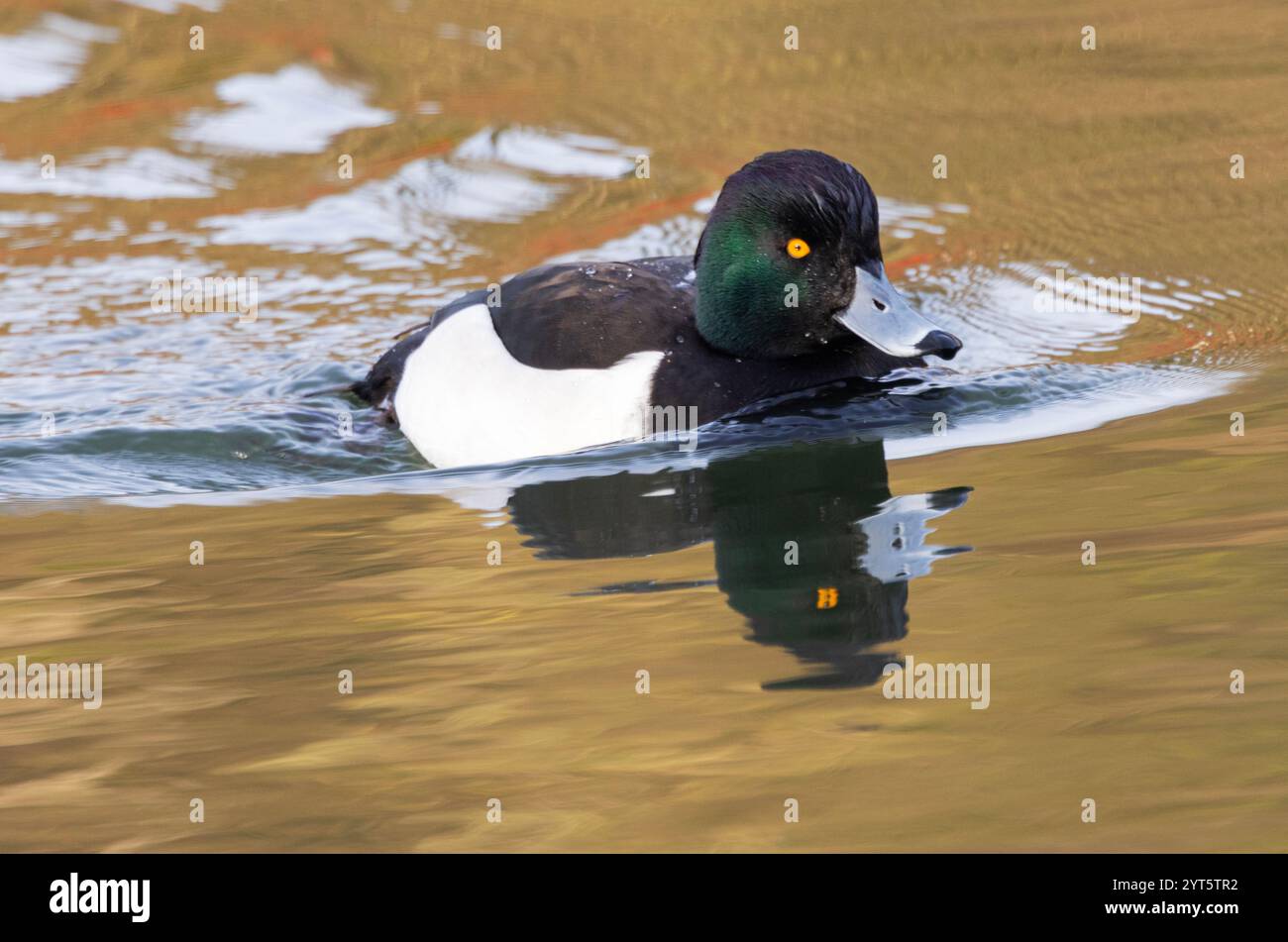 The Tufted Duck is the commonest of the diving duck family in the UK ...