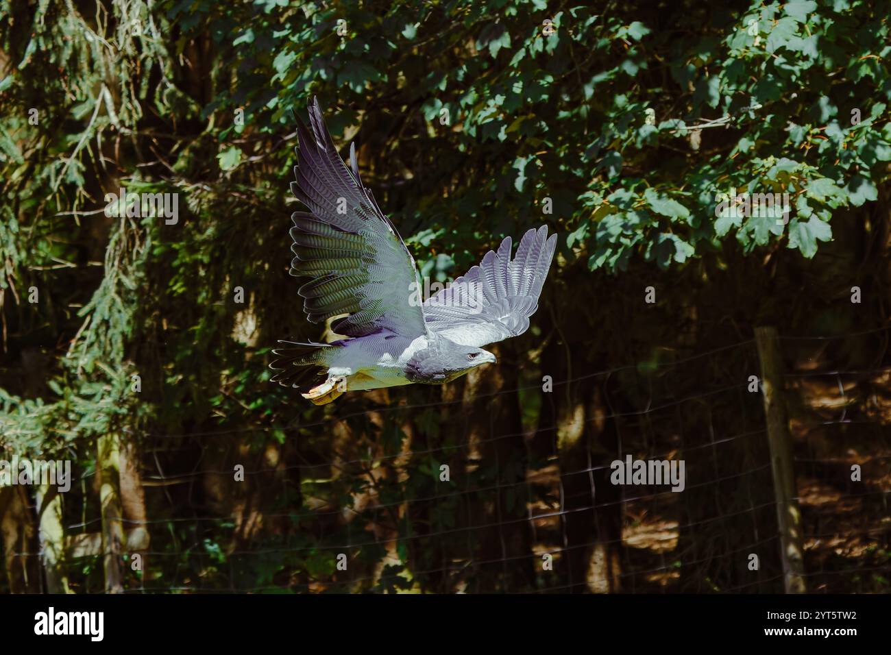 The black-chested buzzard-eagle (Geranoaetus melanoleucus Stock Photo ...