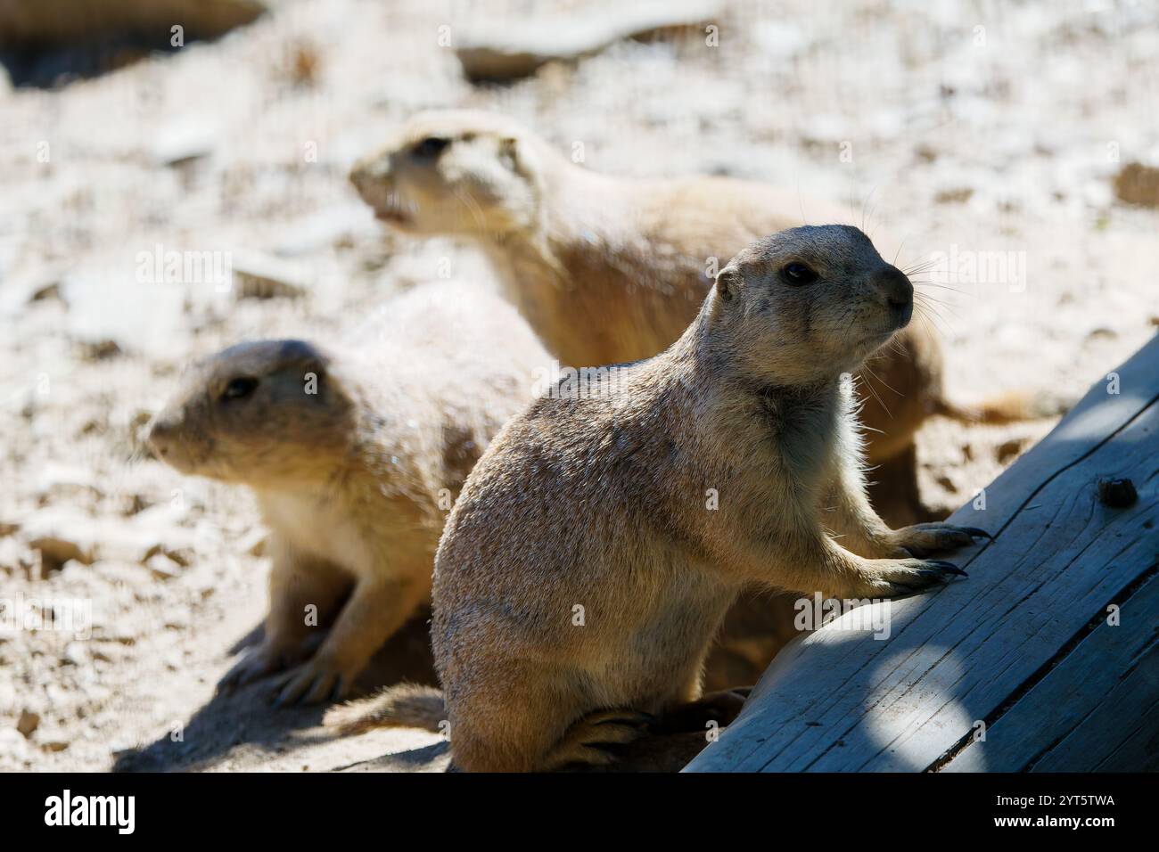 Mexican prairie dog (Cynomys mexicanus Stock Photo - Alamy