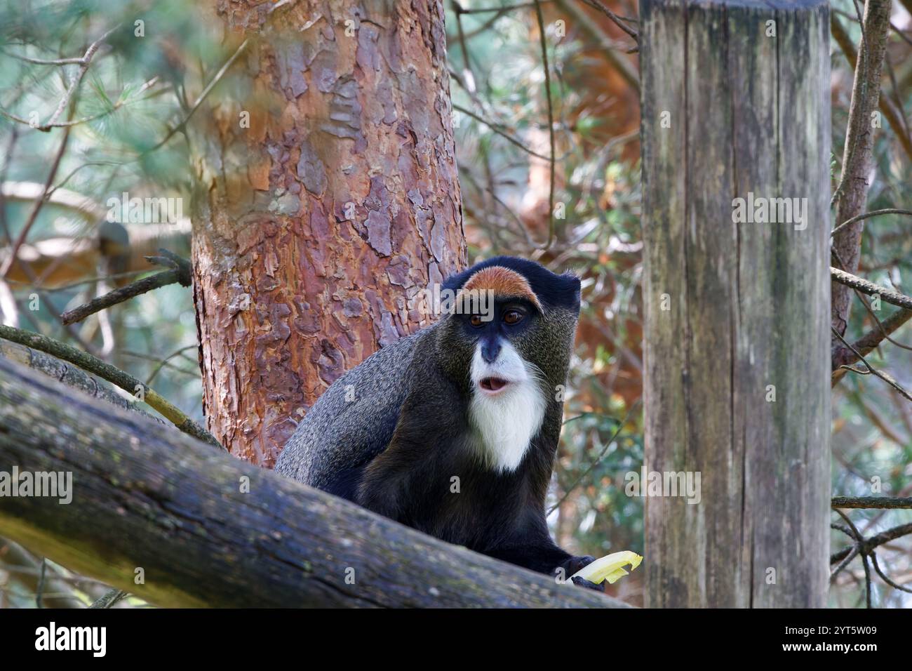 The Brazza's monkey (Cercopithecus neglectus) looking amazing Stock ...