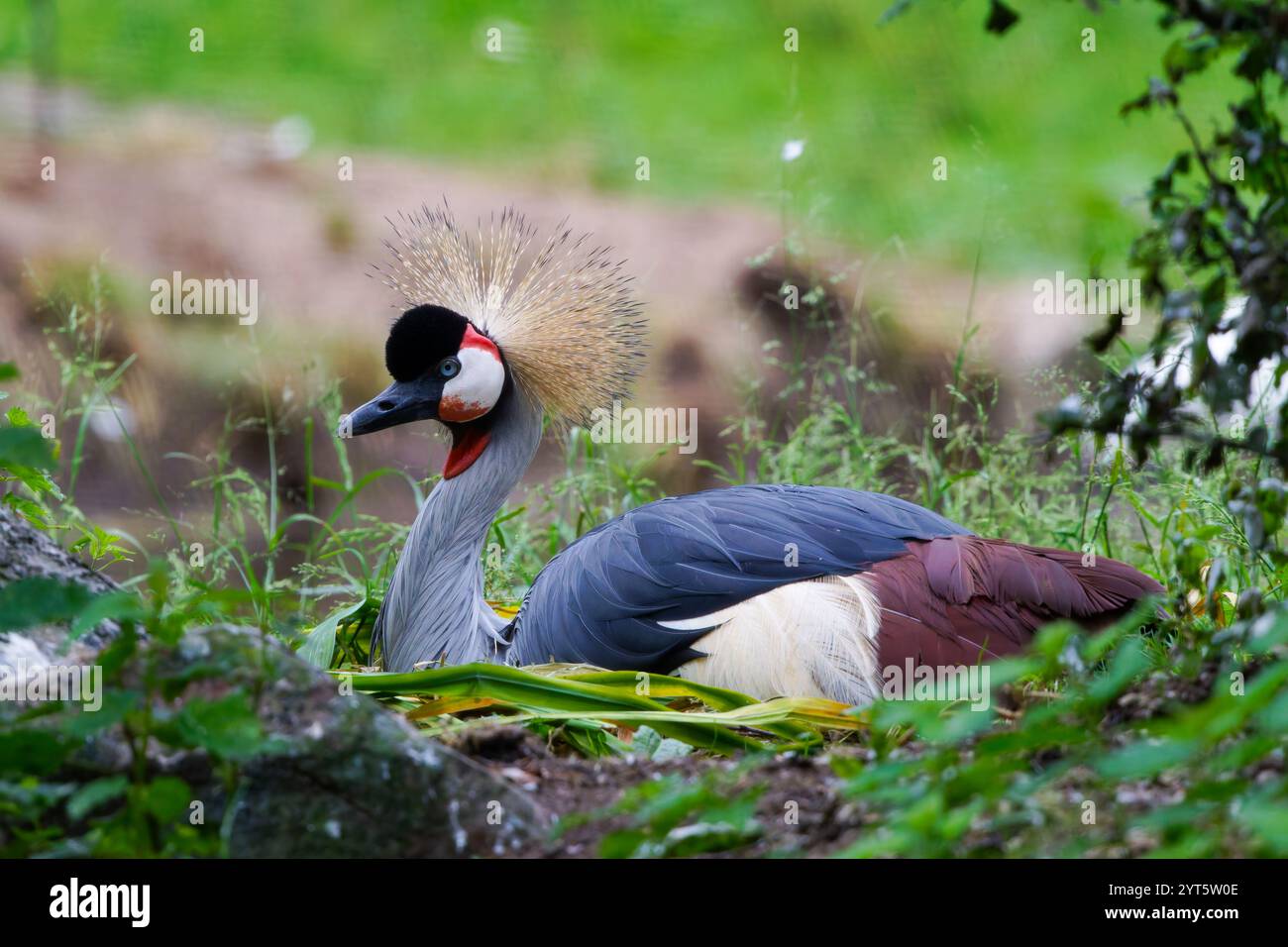 Grey crowned crane (Balearica regulorum) resting in the plants Stock ...