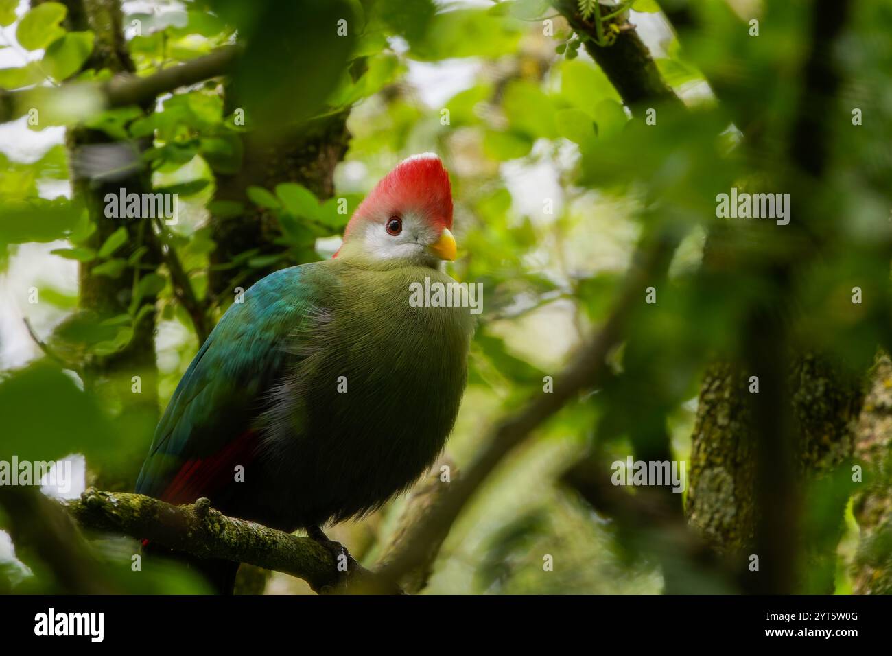 Red-crested turaco (Tauraco erythrolophus) into the trees Stock Photo ...