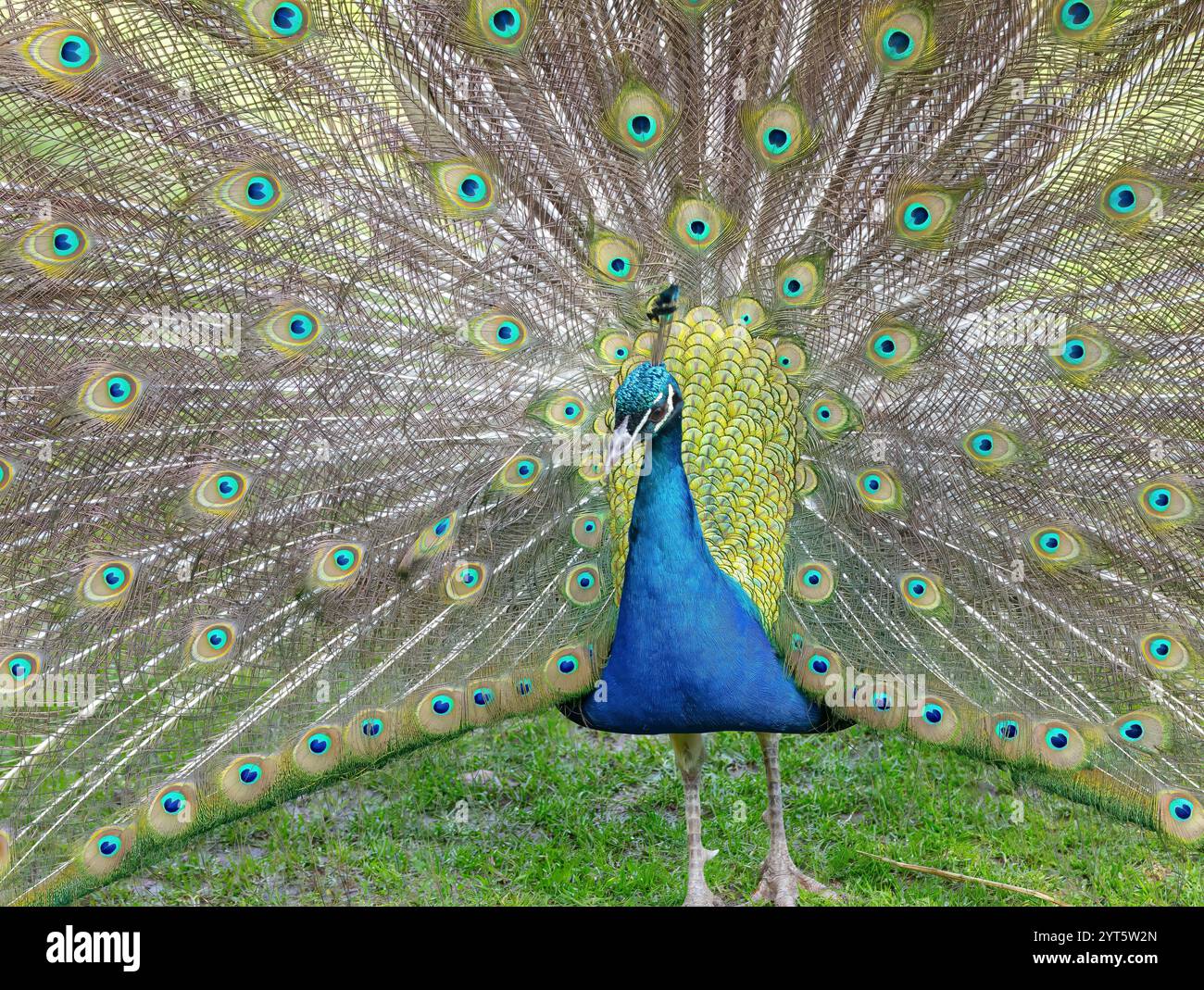 Peacock blue texture hi-res stock photography and images - Alamy