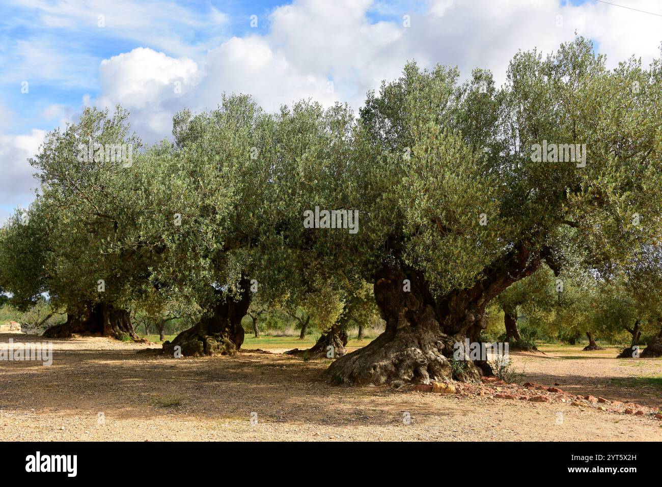 Millenials olive trees (Olea europaea europaea), farga variety ...