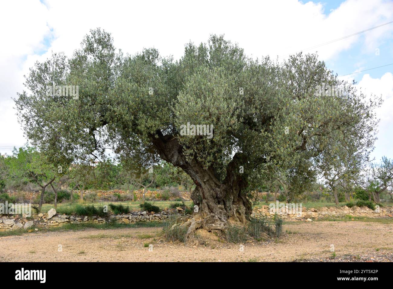 Farga variety hi-res stock photography and images - Alamy