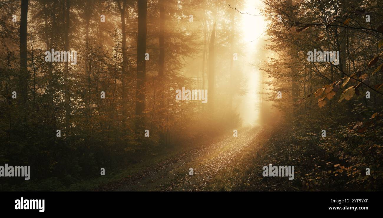 Mystical golden autumn nature scenery with sunlight shining through fog ...