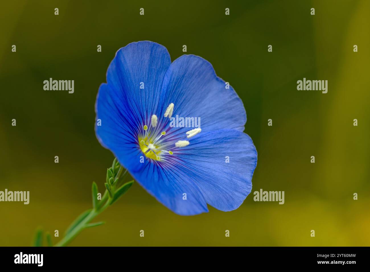 Blue Flax macro photo Stock Photo - Alamy