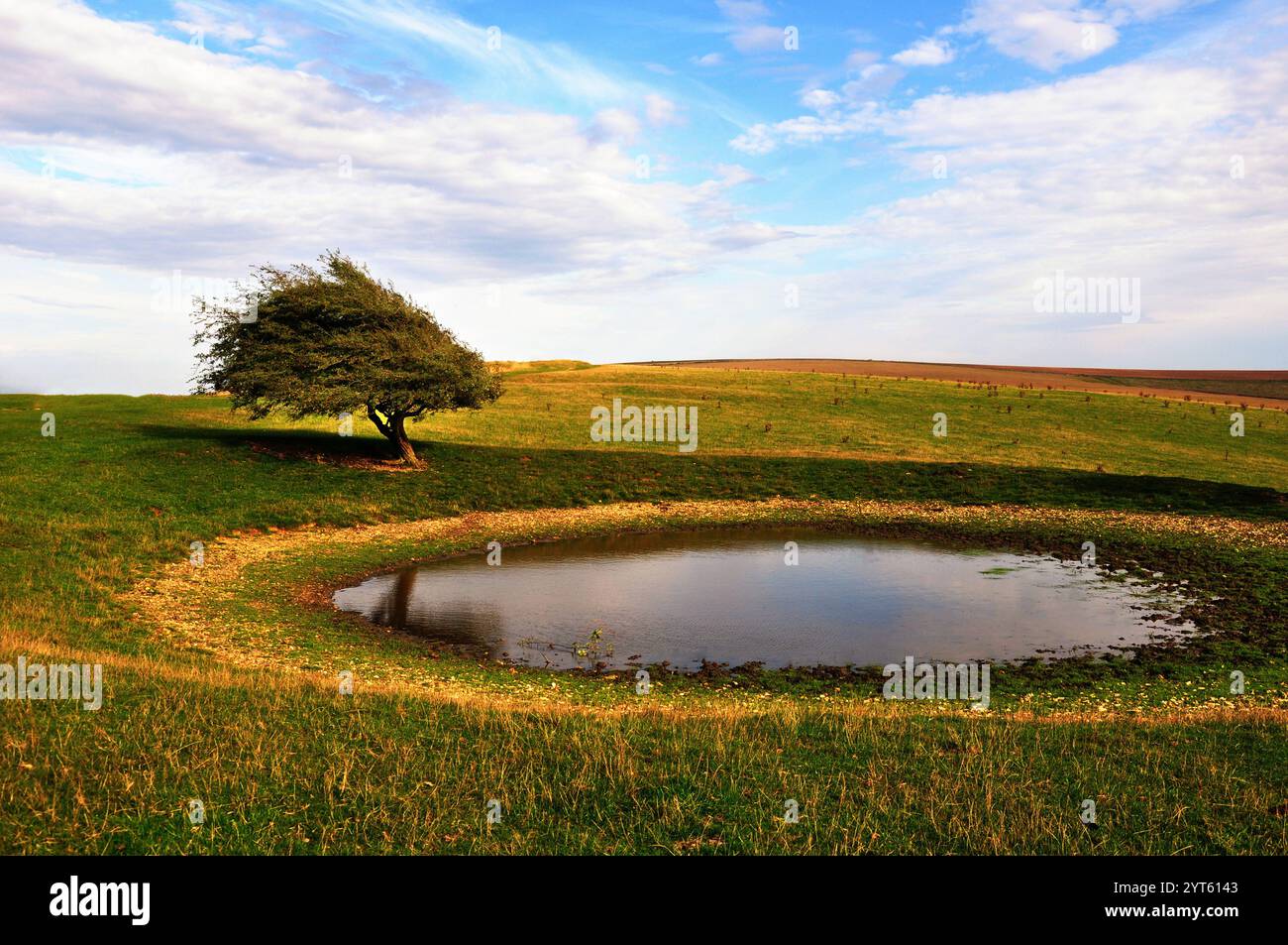 Windswept tree next to a pond Stock Photo - Alamy